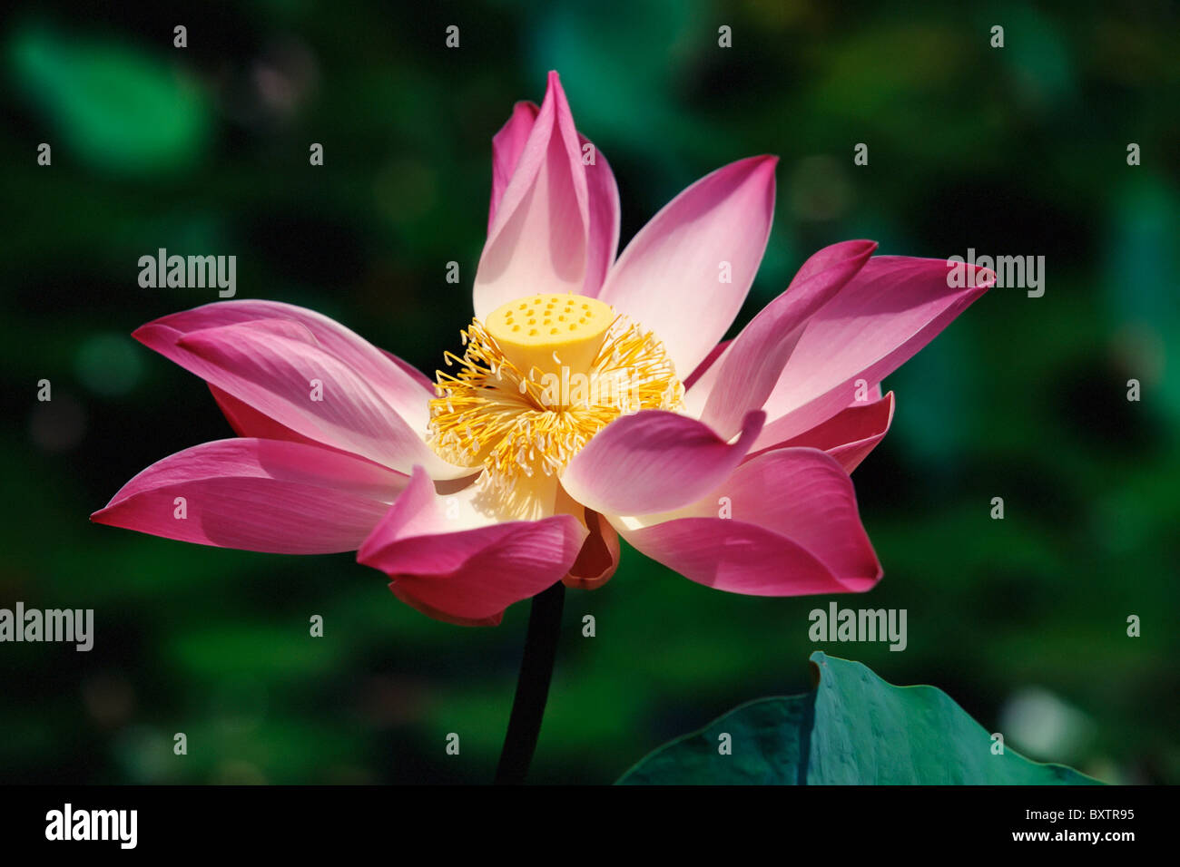 Lukisan hi-res stock photography and images - Alamy