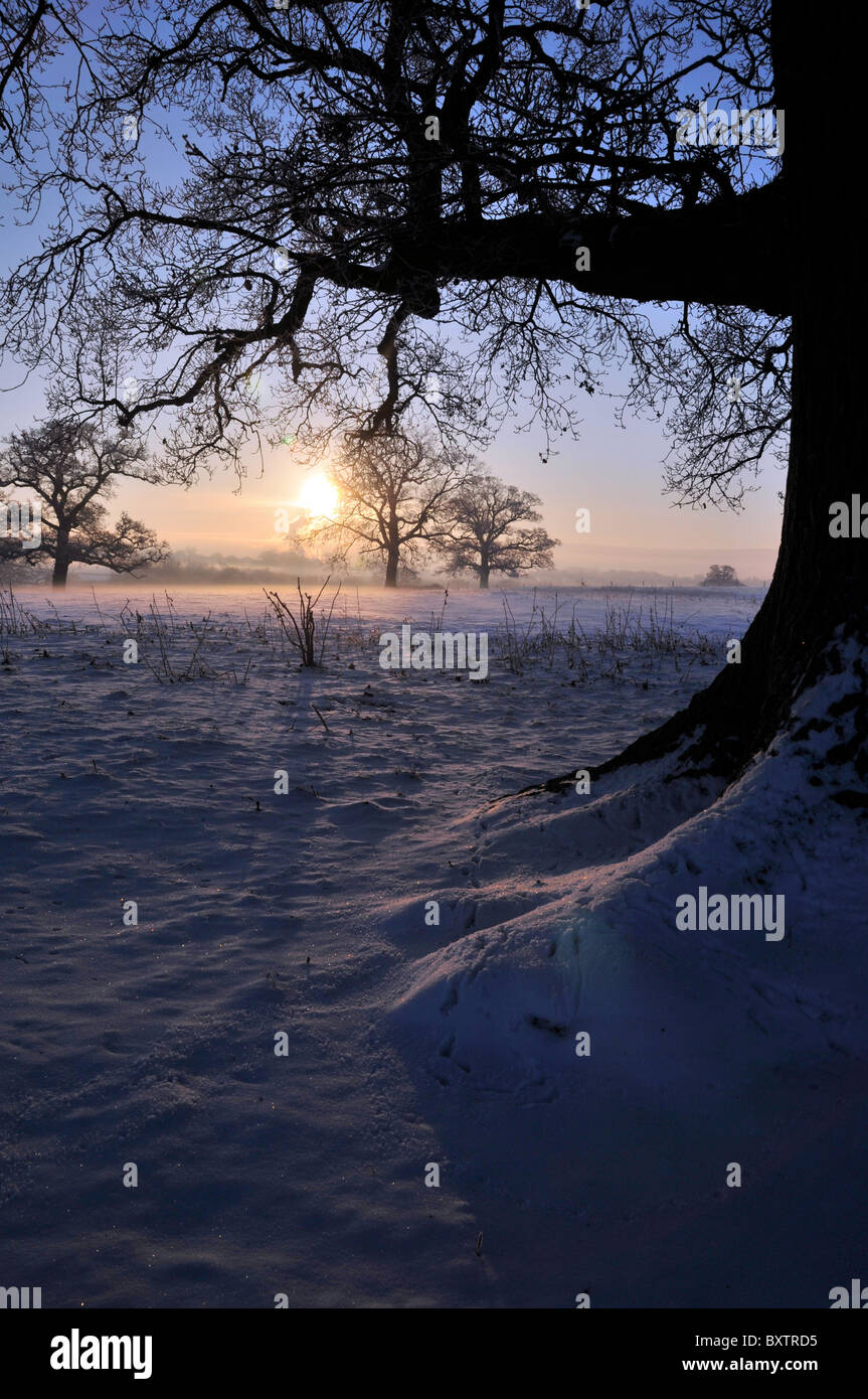 Whitminster Gloucestershire UK Oak Tree Meadow Winter Snow Hore Hoar ...