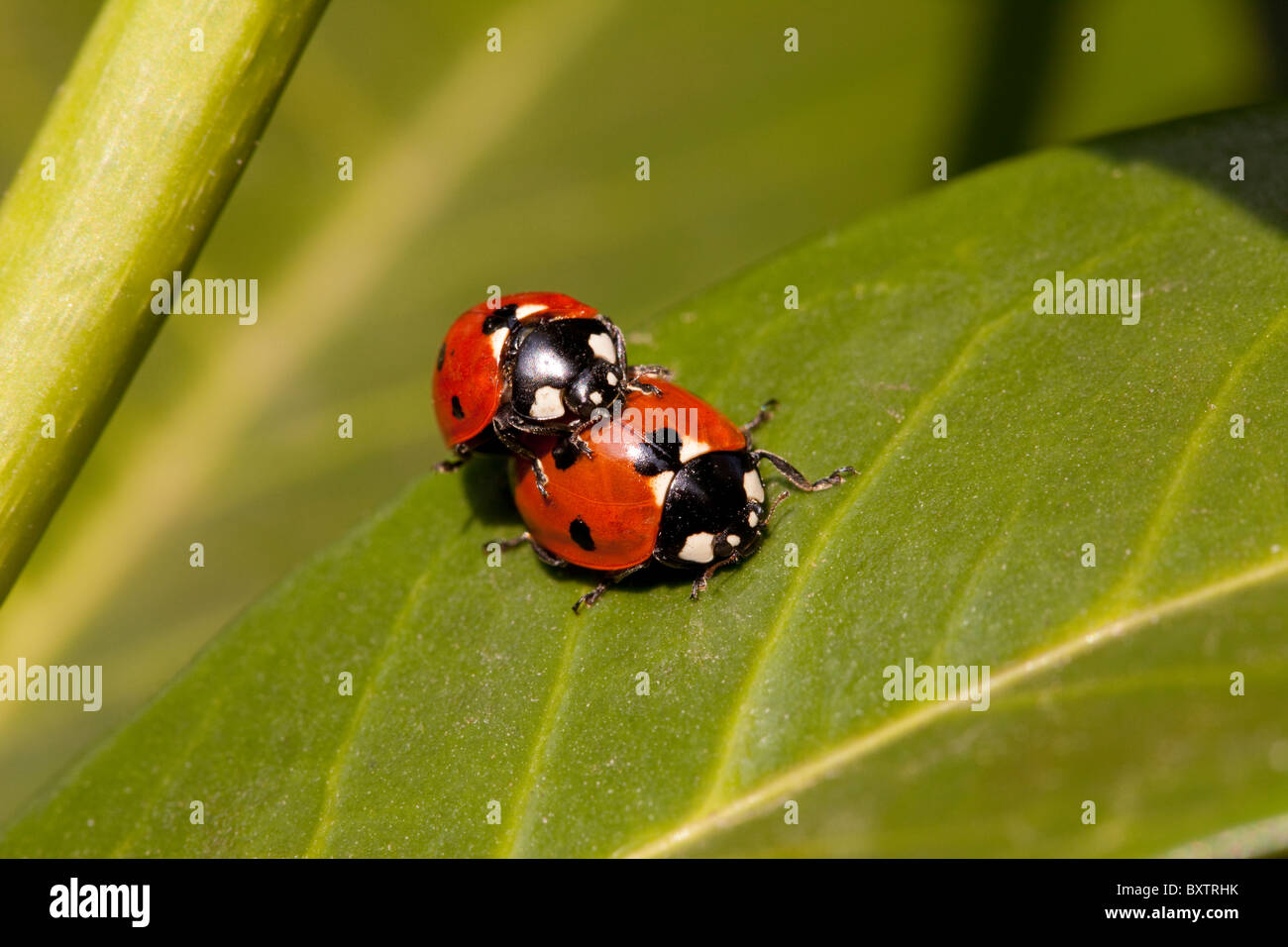 Love insects hi-res stock photography and images - Alamy