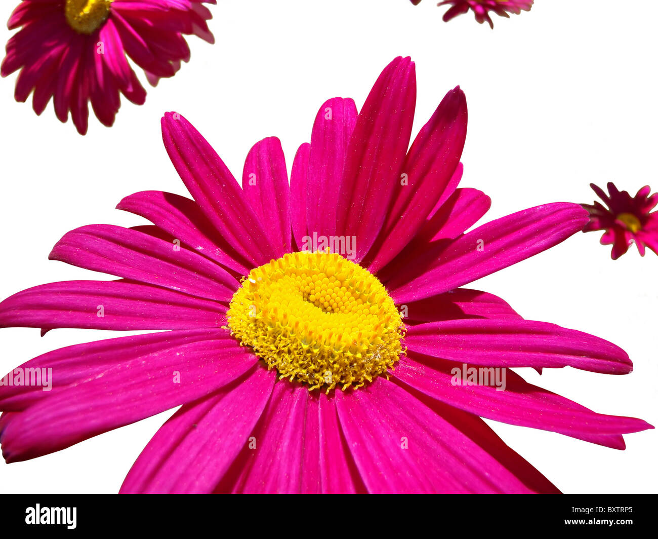Close-up of very bright pink daisy flower with 3 others faded in the ...