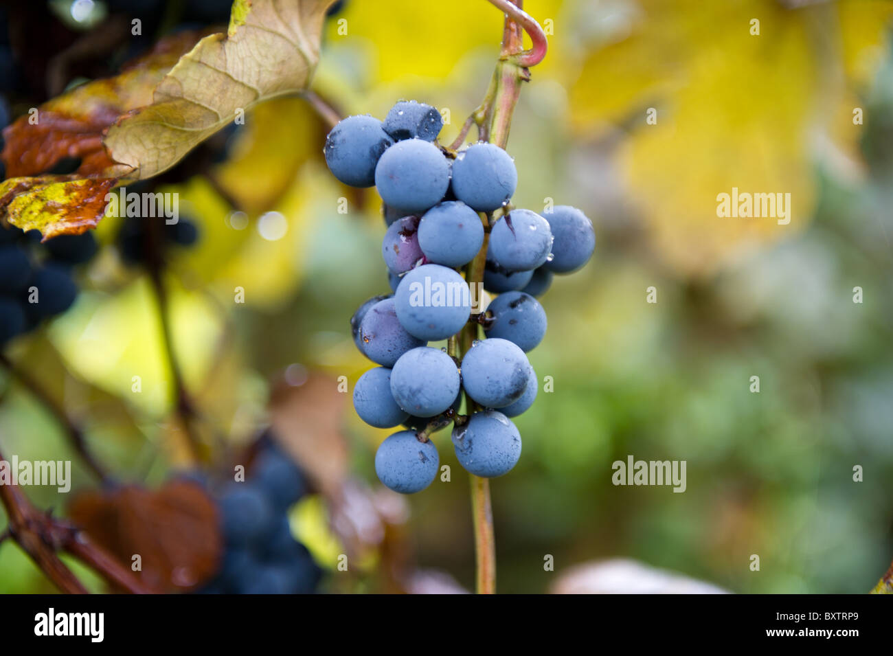 Grape juice hi-res stock photography and images - Alamy