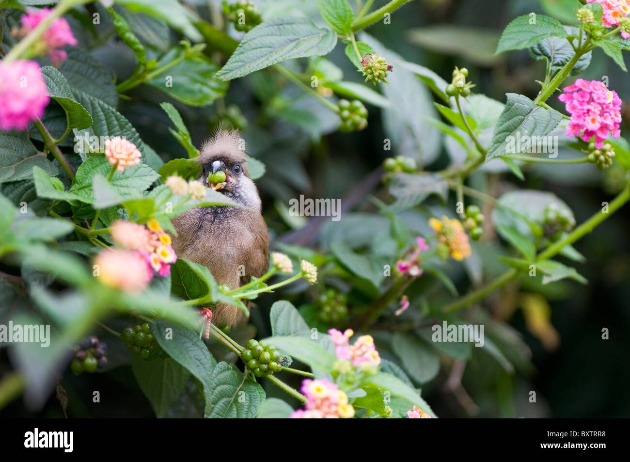 Speckled Mousebird (Colius striatus) eating berries in bush - Nyeri ...
