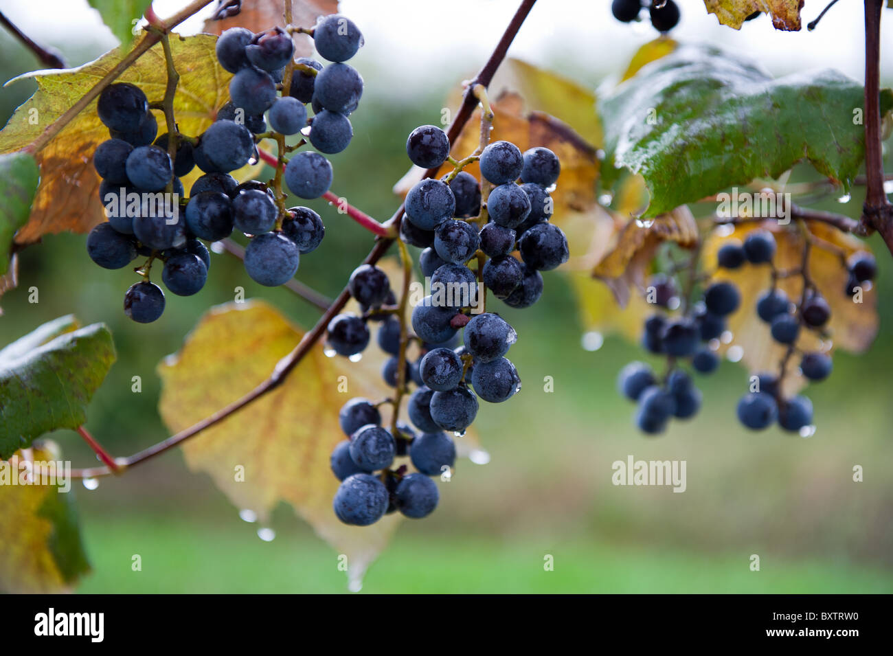 Concord Grape Plant High Resolution Stock Photography and Images - Alamy