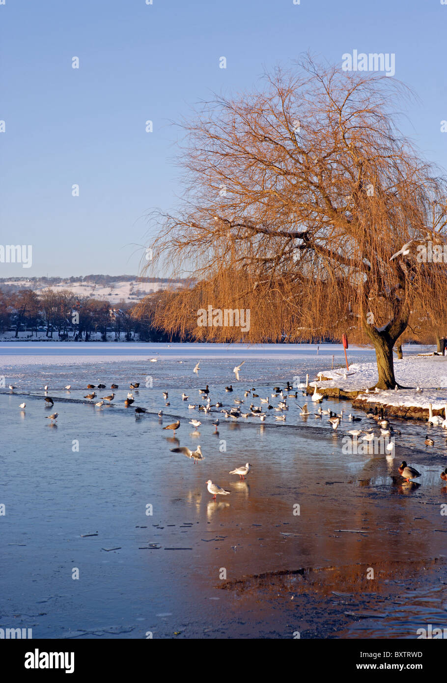 winter scene of a weeping willow hanging over a thawing lake Stock ...