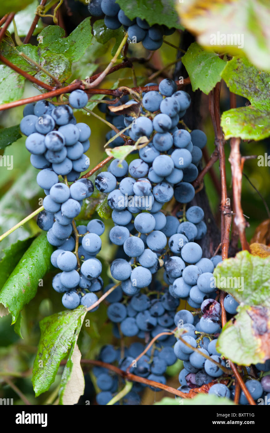 Grape orchard hi-res stock photography and images - Alamy