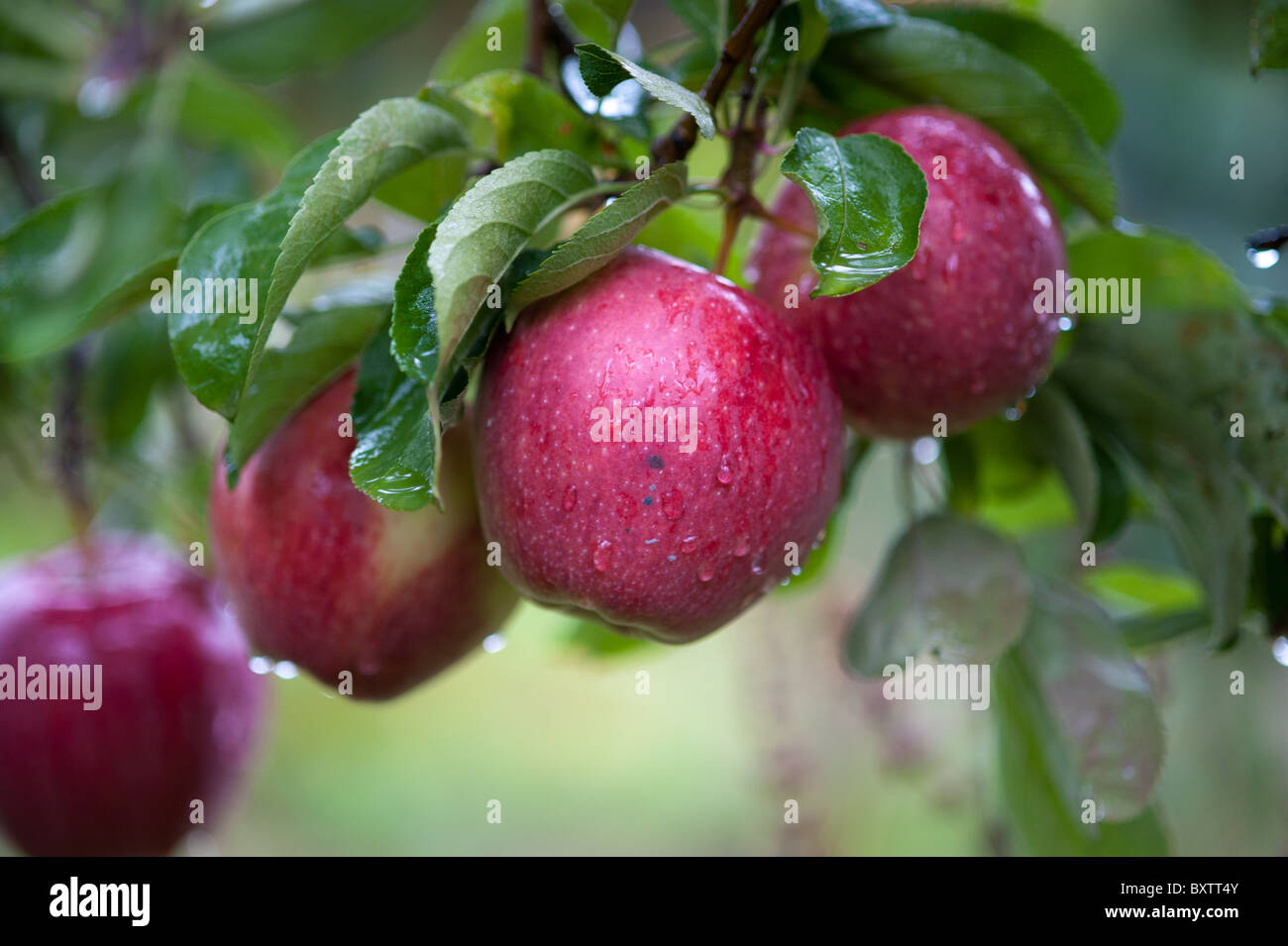 Apples production hi-res stock photography and images - Alamy