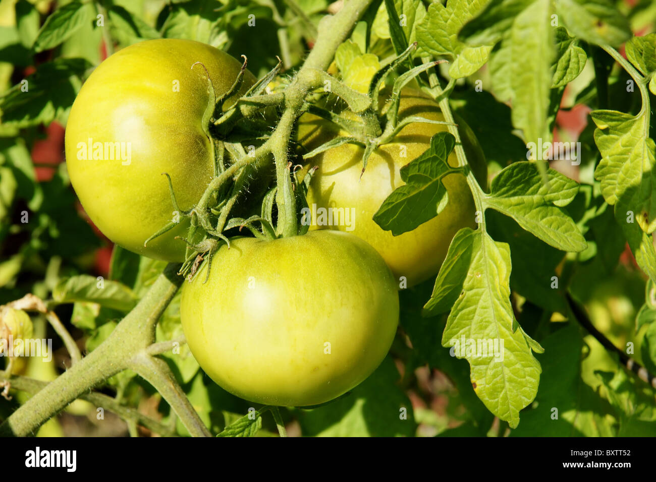 Close up of three unripe green tomatoes in the vegetable garden on a ...