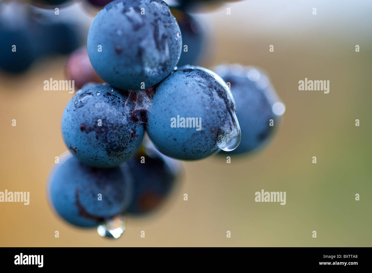 Grape for wine hi-res stock photography and images - Alamy