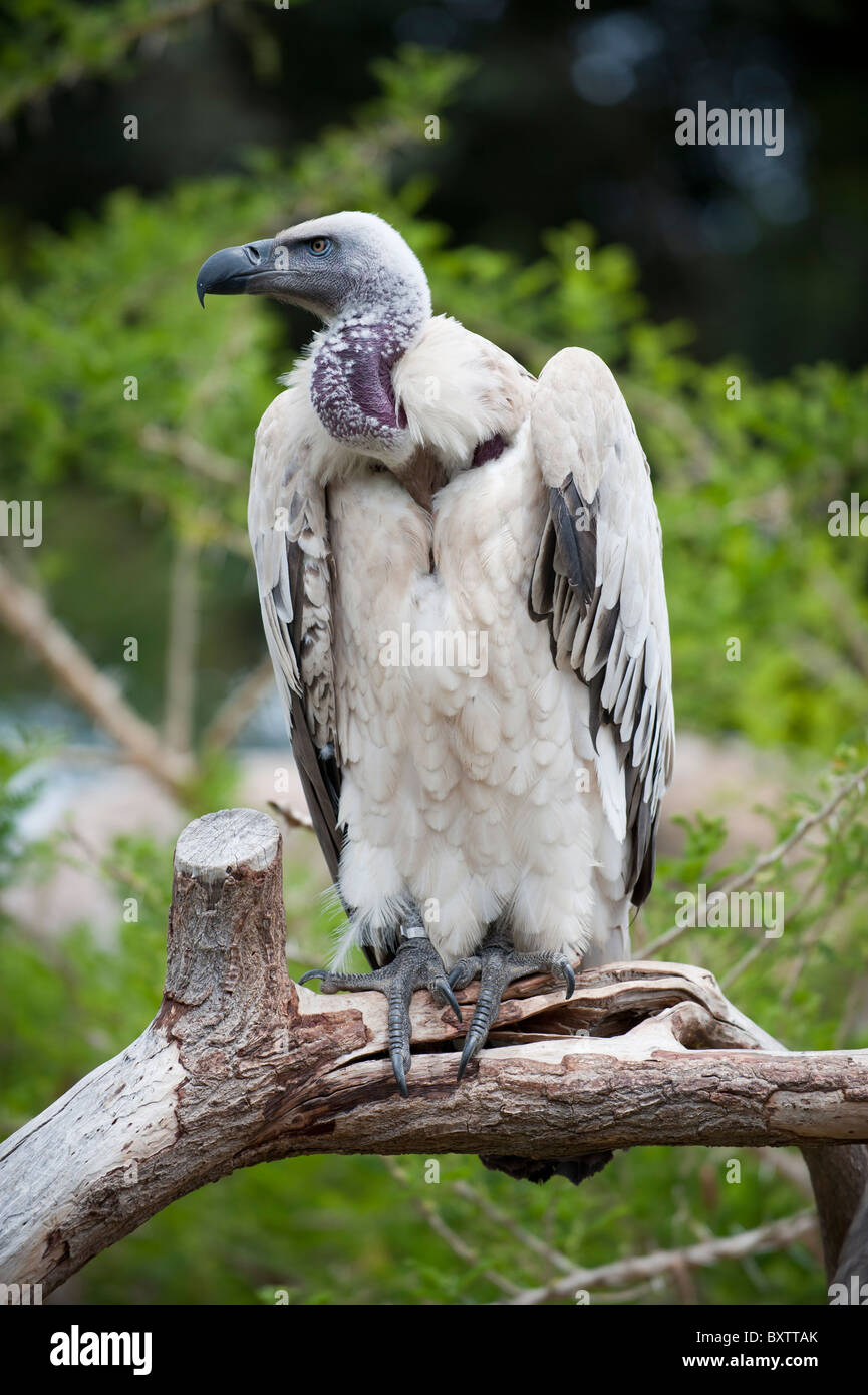 A Captive Cape Vulture in Wildlife Ranch, Oudtshoorn, South Africa ...