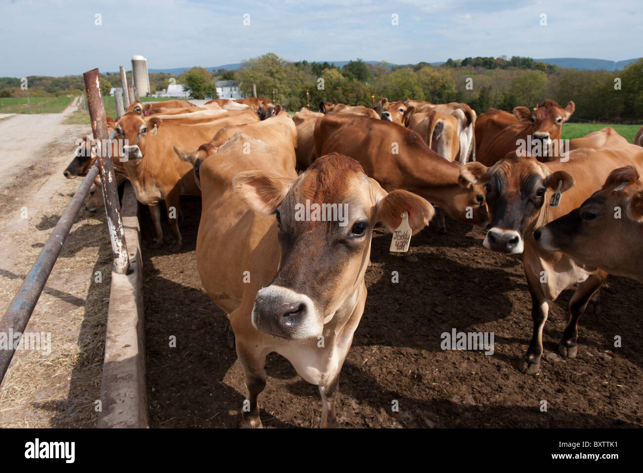 Dairy farm cows Stock Photo - Alamy
