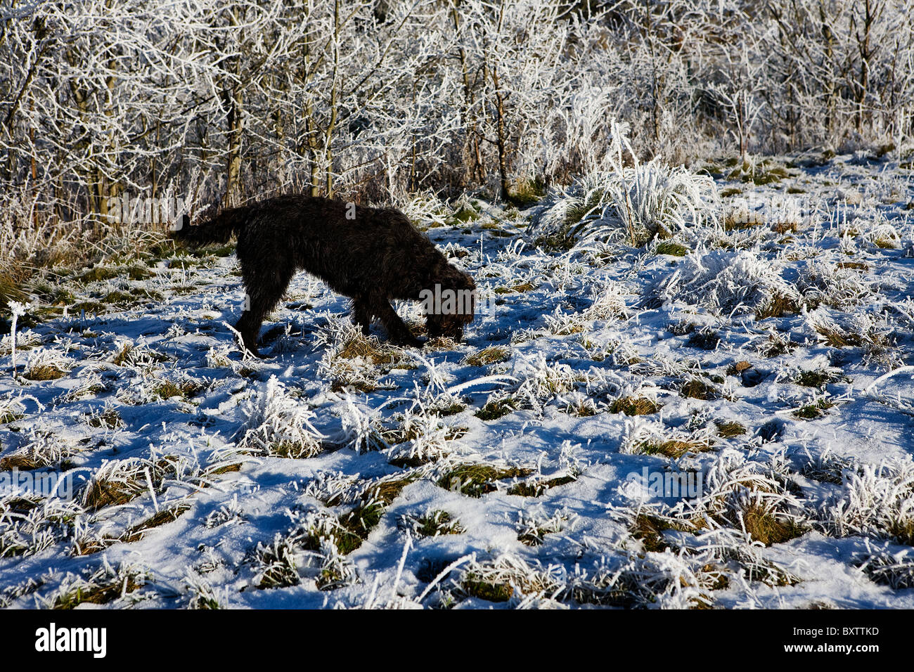 Black labrador retriever sniffing hi-res stock photography and images ...