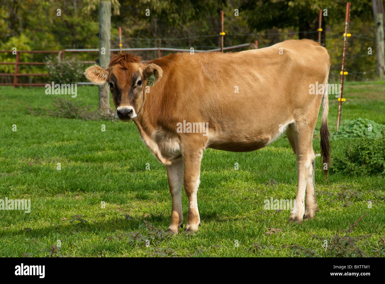 Moo cow hi-res stock photography and images - Alamy