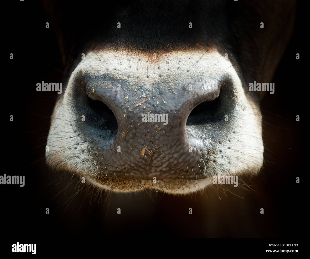 Moo cow hi-res stock photography and images - Alamy