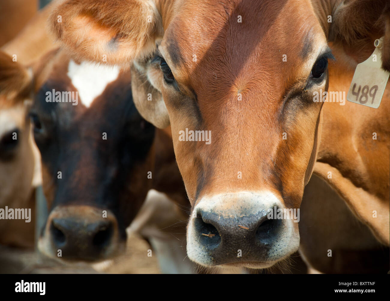 Dairy farm cow Stock Photo - Alamy