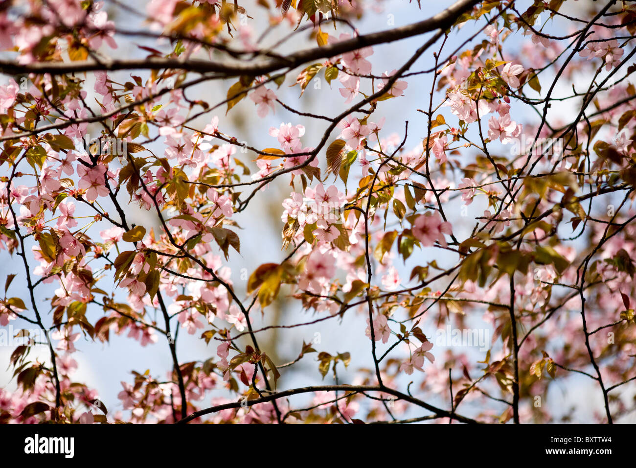 Branches of pink cherry blossom Stock Photo - Alamy