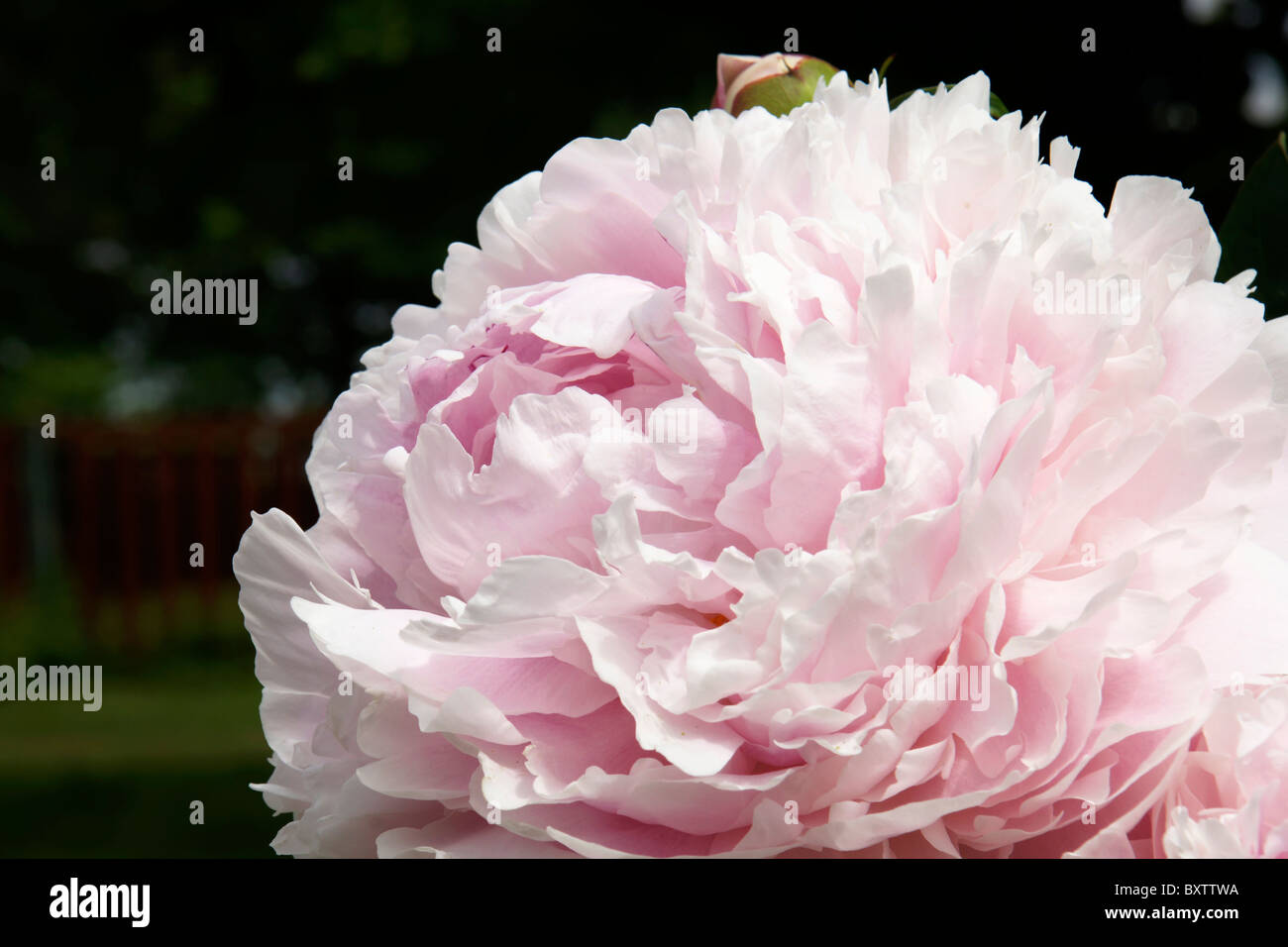 Close-up of a large pale pink peony with much petal details Stock Photo ...