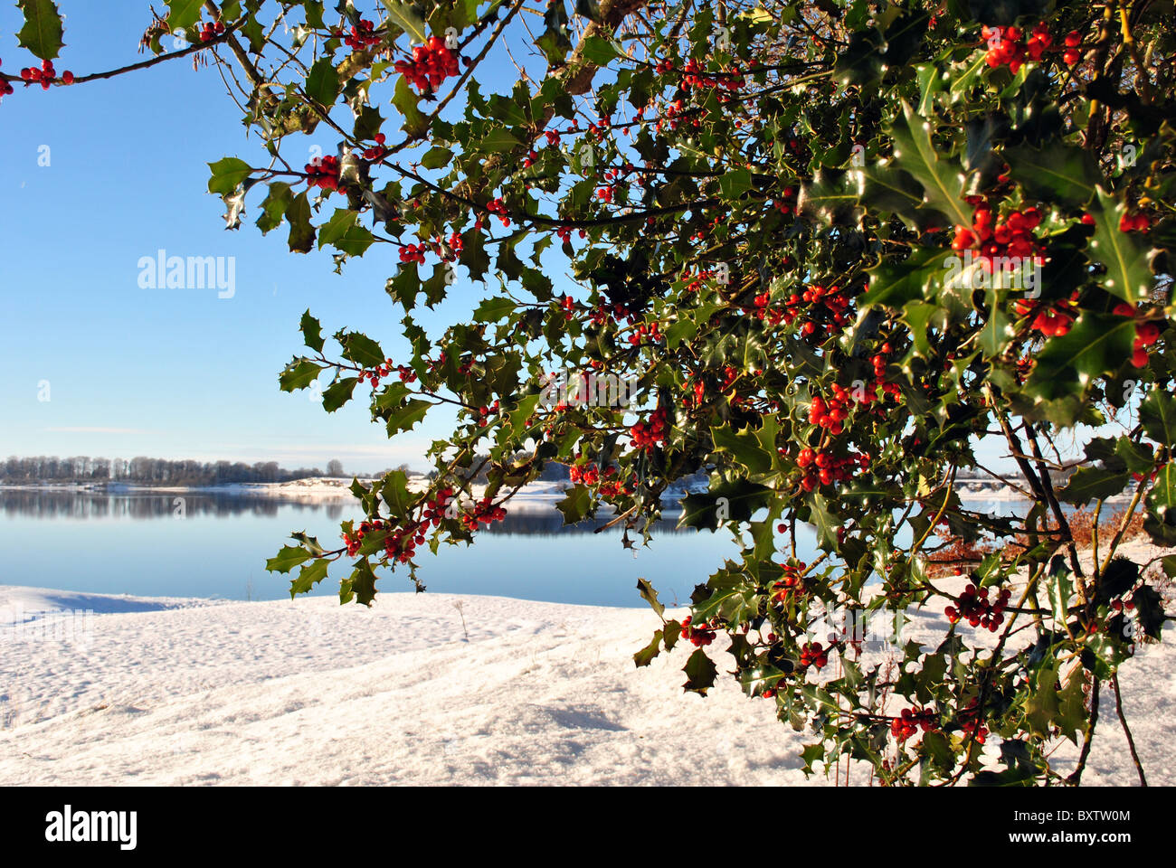 Holly tree hi-res stock photography and images - Alamy