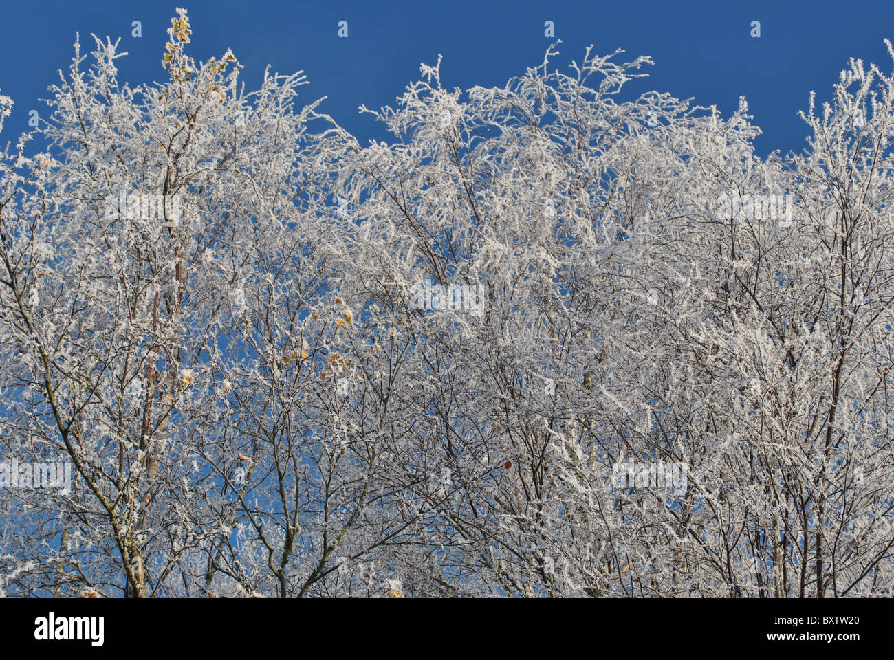 snow covered tree tops Stock Photo - Alamy