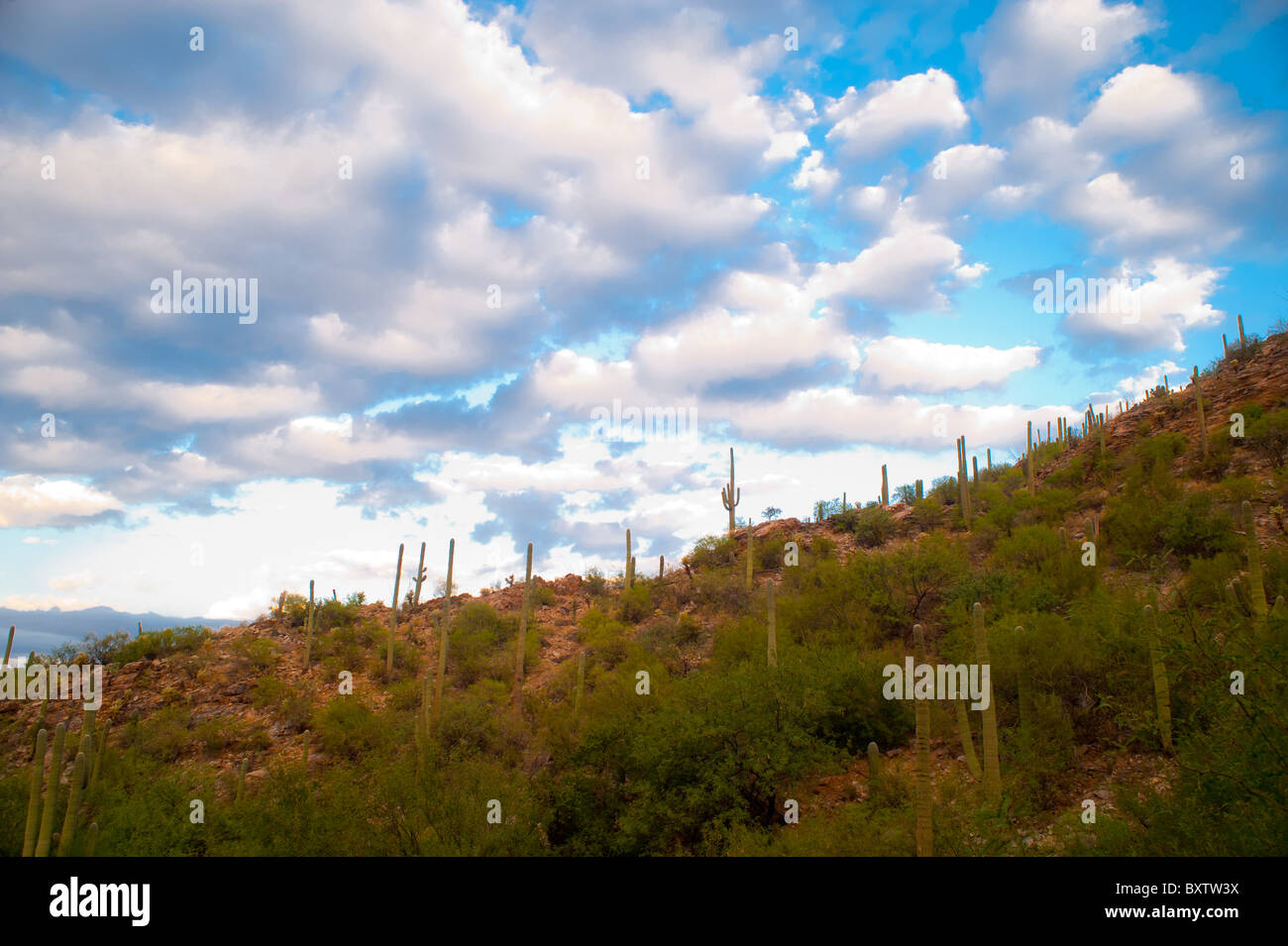 Arizona vegetation hi-res stock photography and images - Alamy