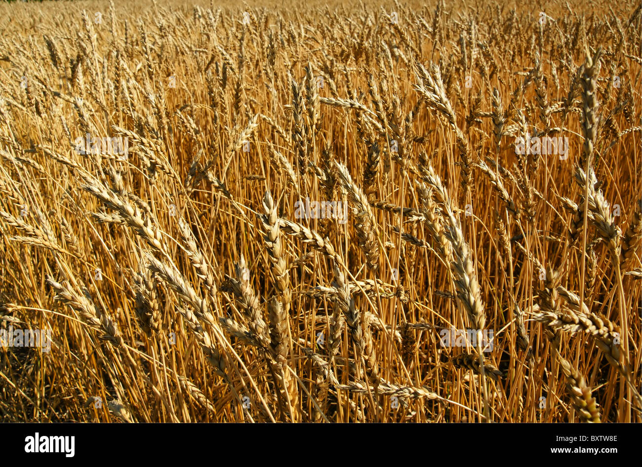 Strand wheat hi-res stock photography and images - Alamy