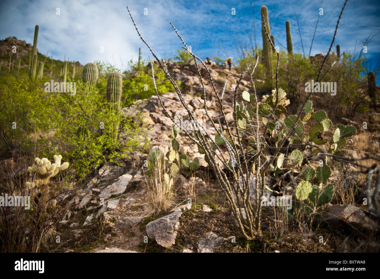 Ventana Canyon , Tucson Arizona Stock Photo - Alamy