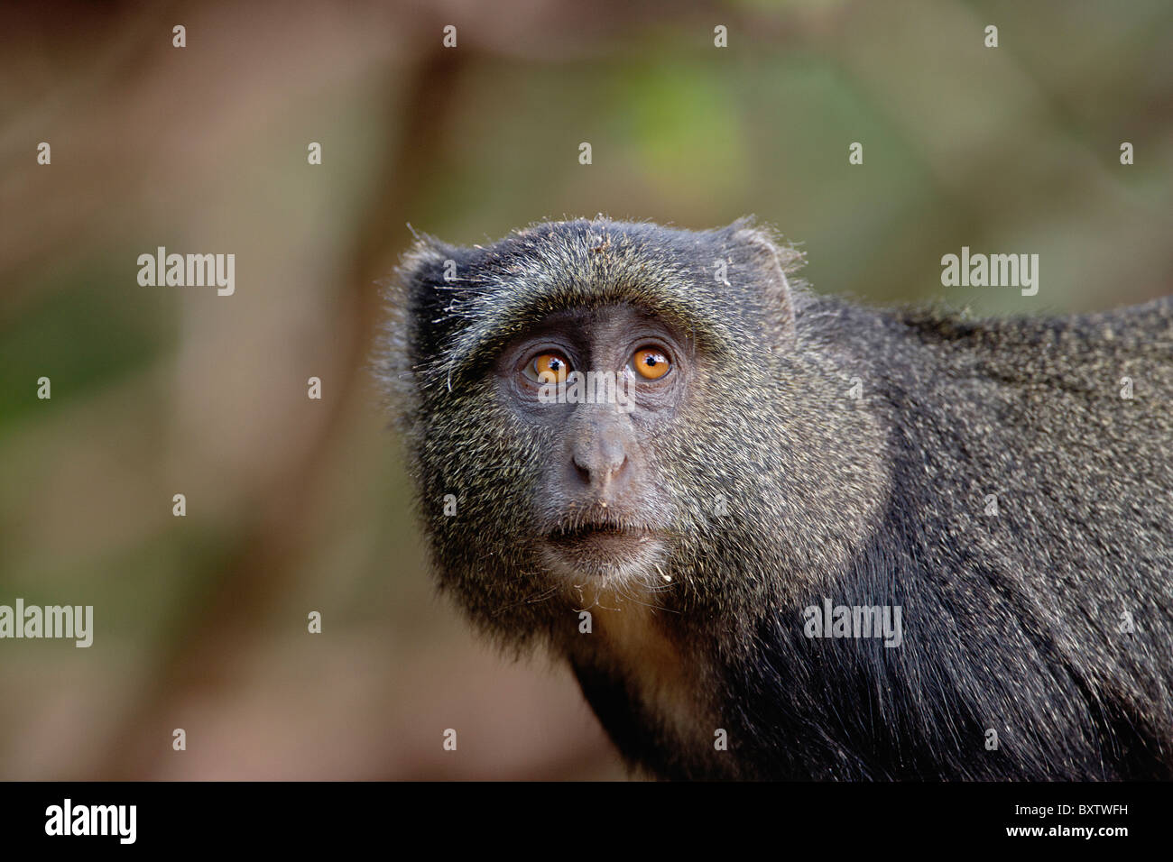 Sykes monkey cercopithecus mitis hi-res stock photography and images ...