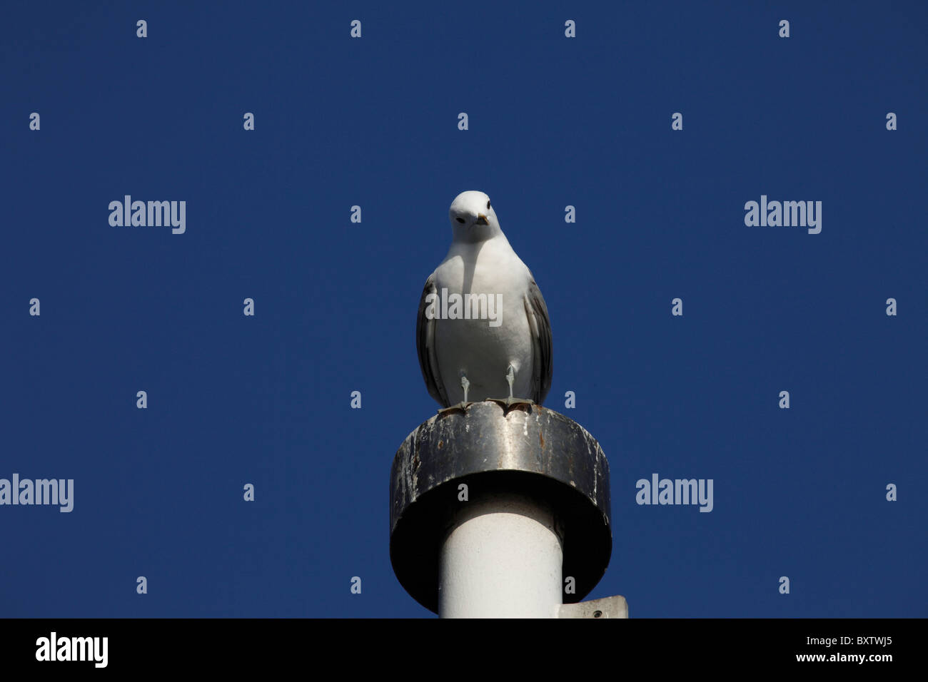 Auf einem fahnenmast hi-res stock photography and images - Alamy