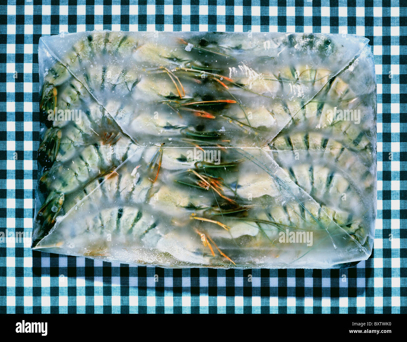 prawns in ice Stock Photo - Alamy