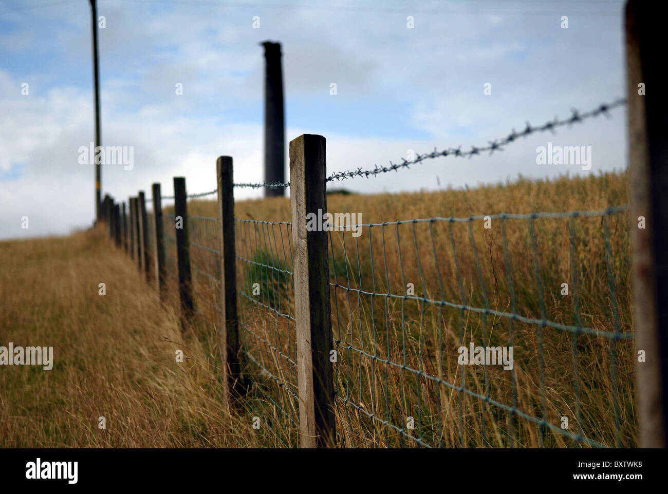Pig by wire fence hi-res stock photography and images - Alamy