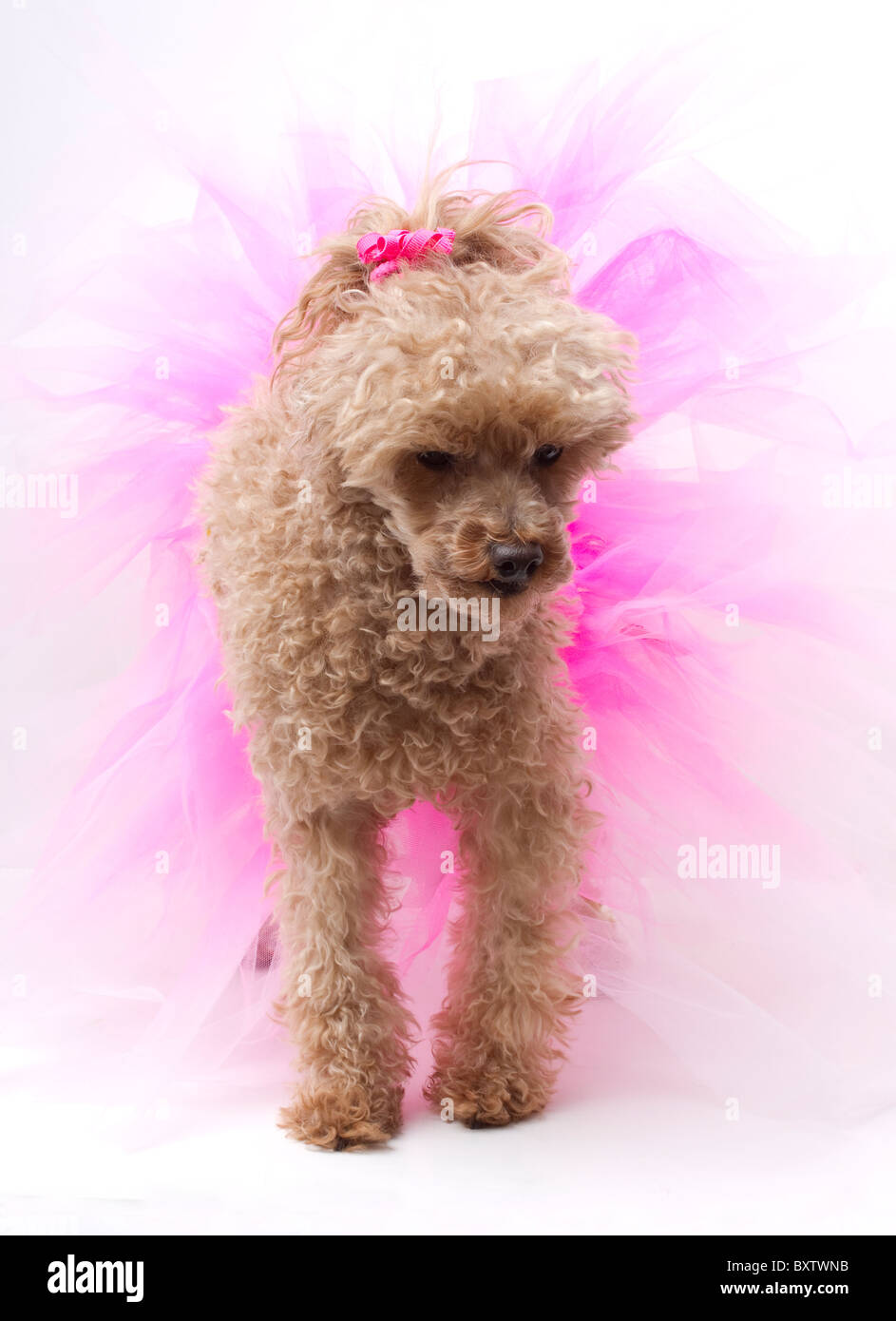 Lady in Pink Stock Photo - Alamy
