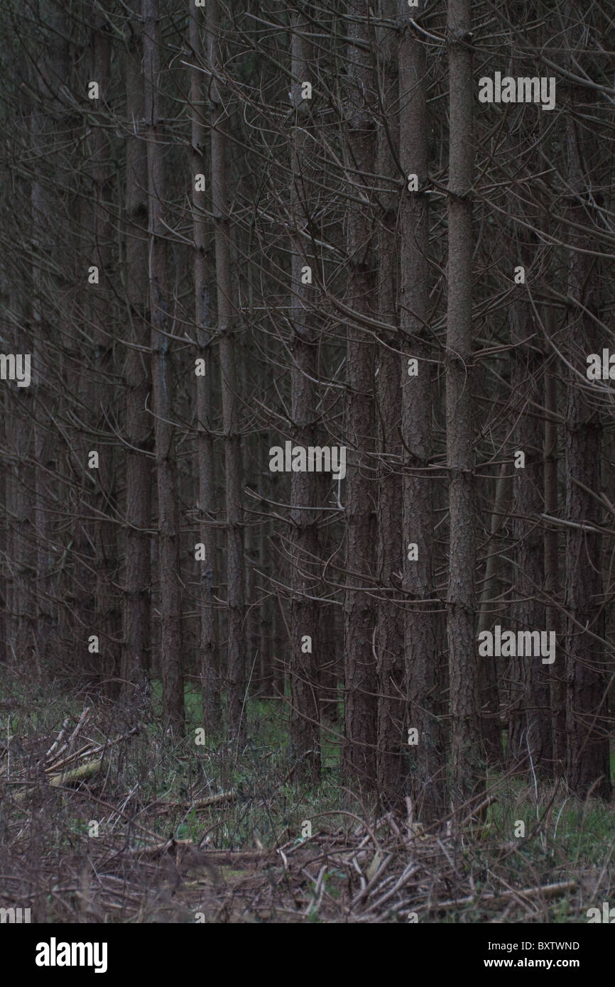 Plantation forest monoculture High Resolution Stock Photography and ...