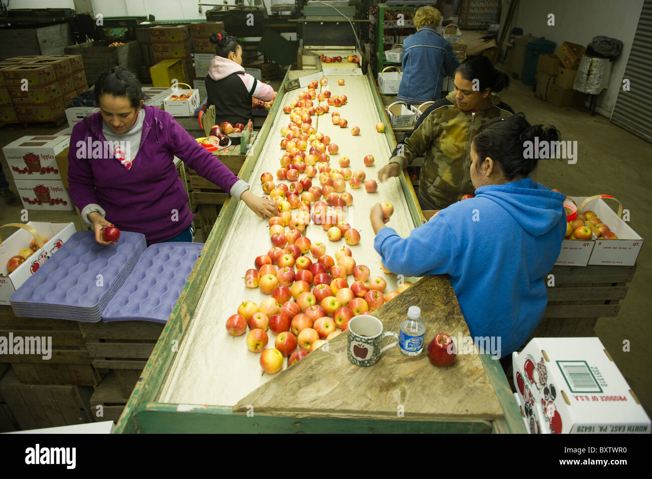 Assembly line at apple orchard Stock Photo - Alamy
