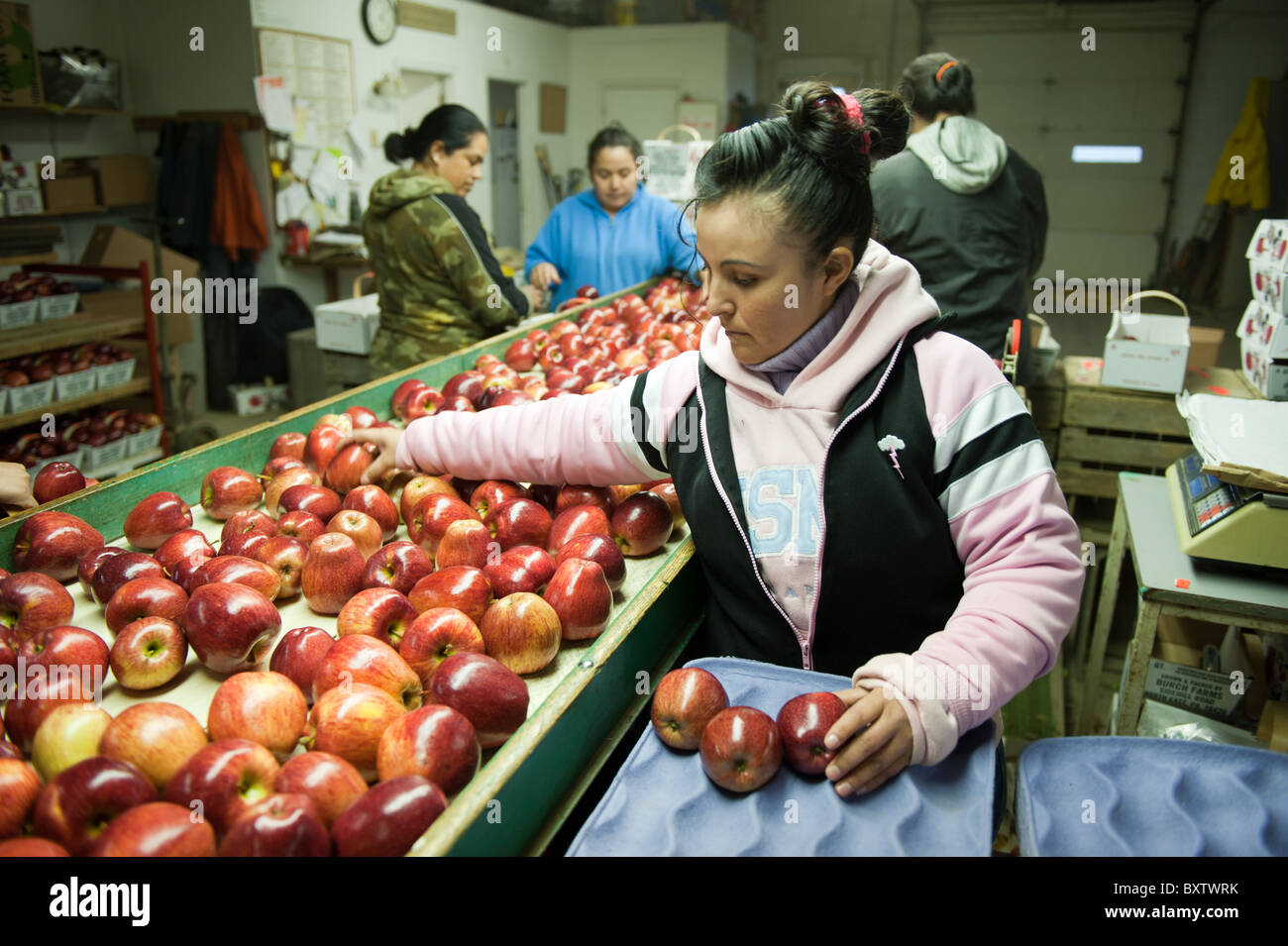 Assembly line at apple orchard Stock Photo - Alamy