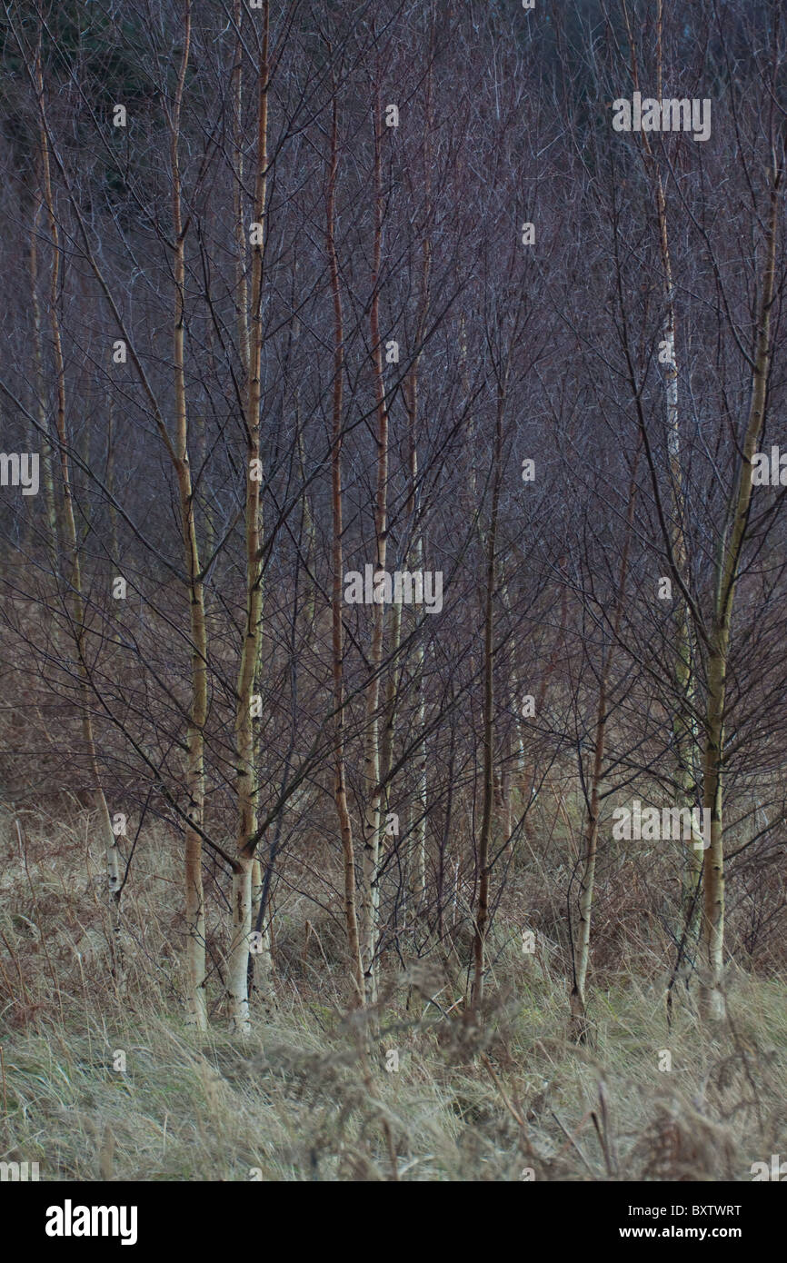 Birch sapling hi-res stock photography and images - Alamy