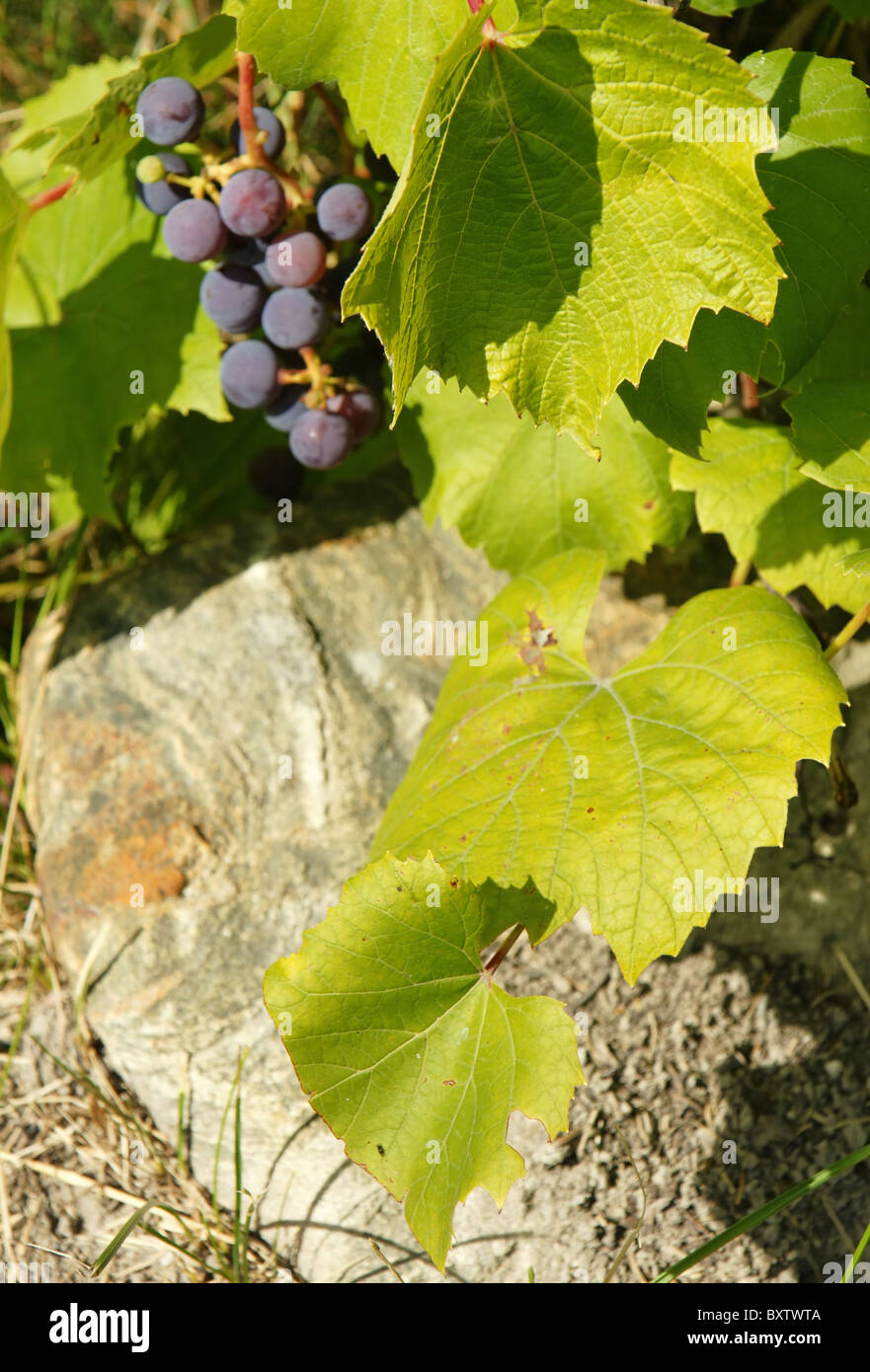 Vertical of grapevines and ripe purple and blue grapes. Copy space on ...