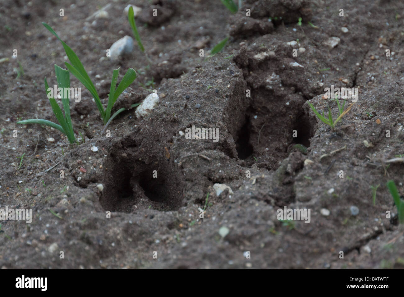 Sandy mud hi-res stock photography and images - Alamy