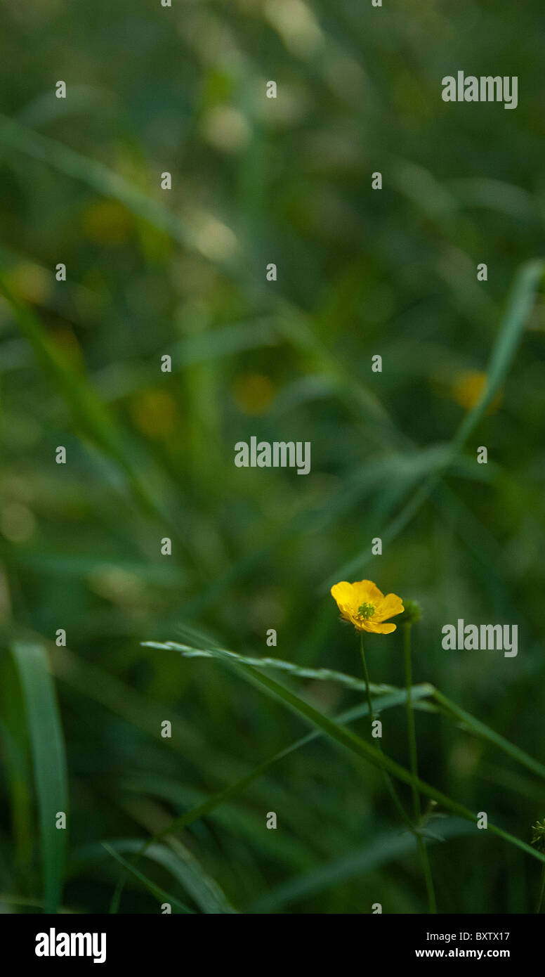 Single buttercup in grass Stock Photo - Alamy