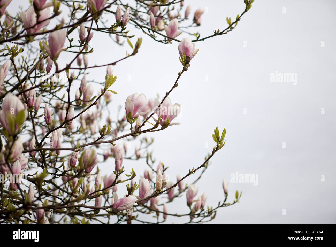 Branches of a magnolia tree Stock Photo - Alamy