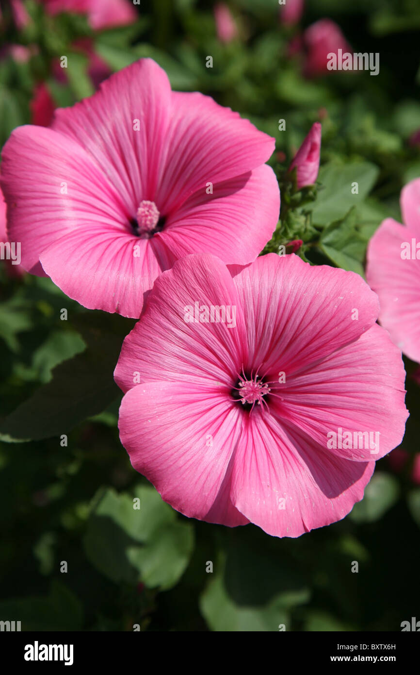 Two beautiful pink hollyhocks Stock Photo - Alamy