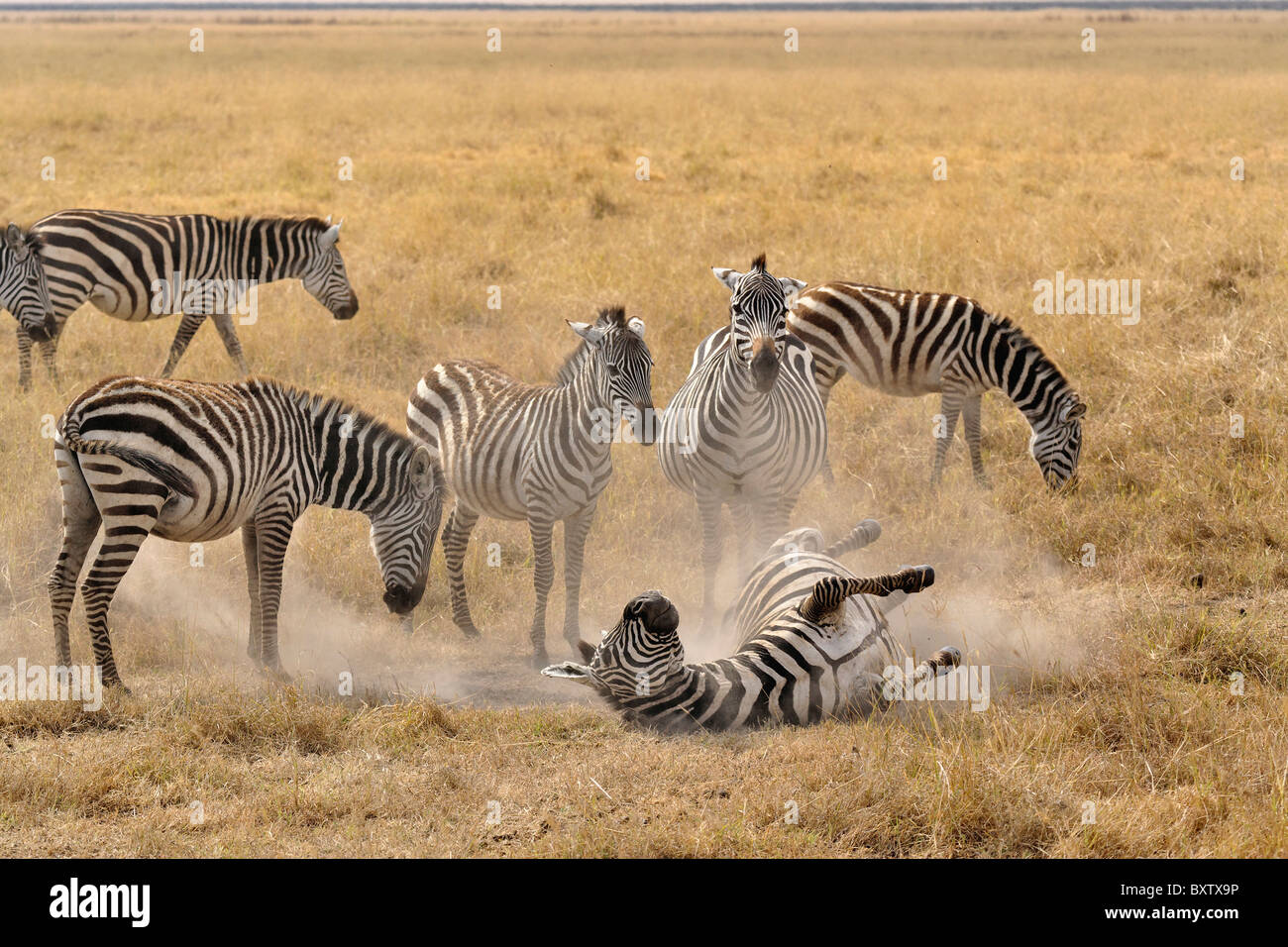 Burchell's Zebra taking dirt bath, Ngorongoro Crater, Tanzania, Africa ...