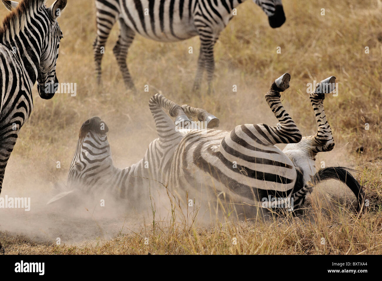 Burchell's Zebra taking dirt bath, Ngorongoro Crater, Tanzania, Africa ...