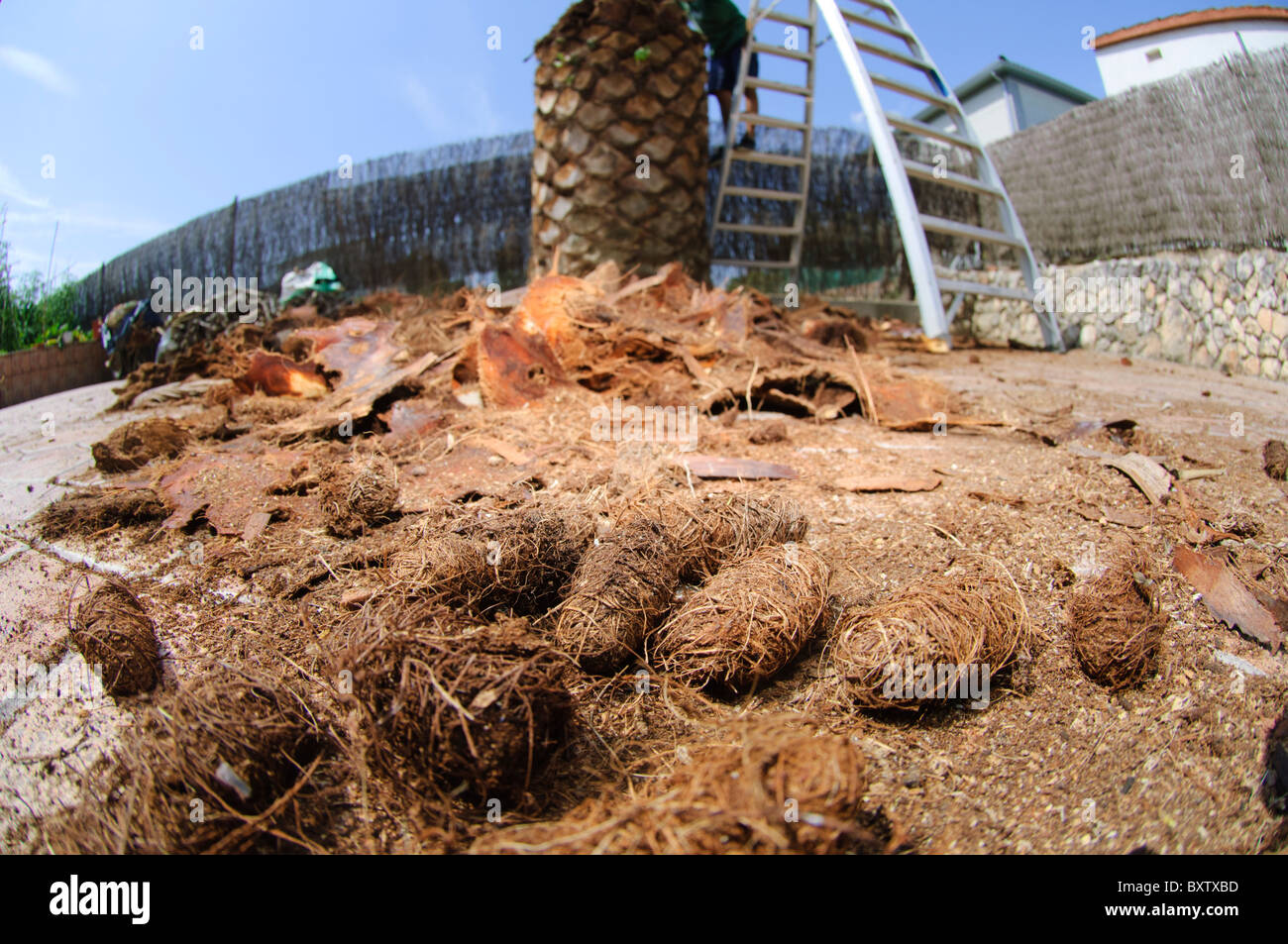 Chrysalis cocoons from the Red Palm Weevil (Rhynchophorus ferrugineus ...