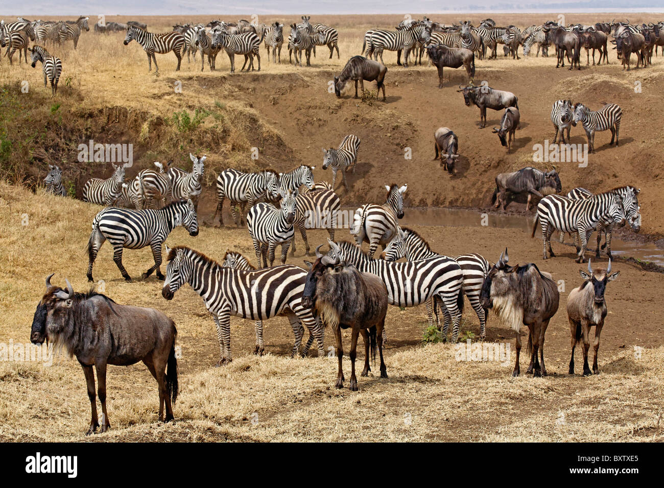 Mixed Herd Of Zebras And Wildebeests At Ngorongoro Crater Tanzania