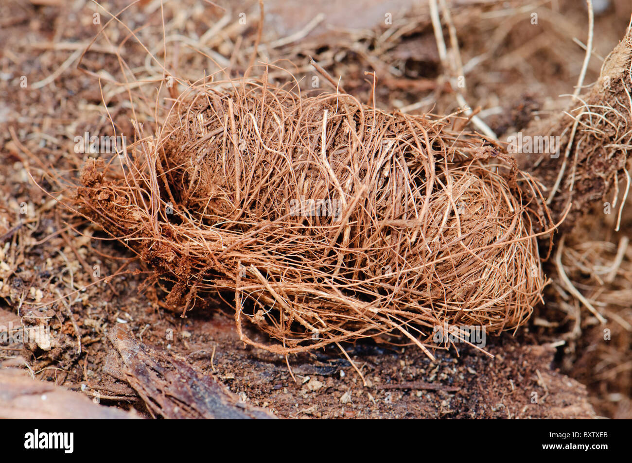 Picudo rojo rhynchophorus ferrugineus hi-res stock photography and ...