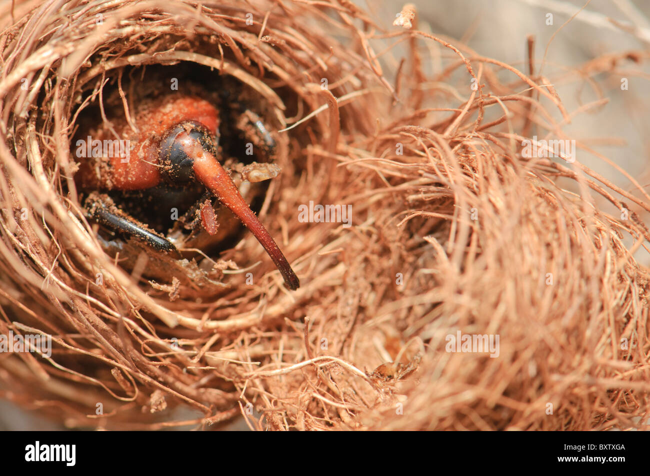 Opened cocoon to show the nearly adult from the Red Palm Weevil ...