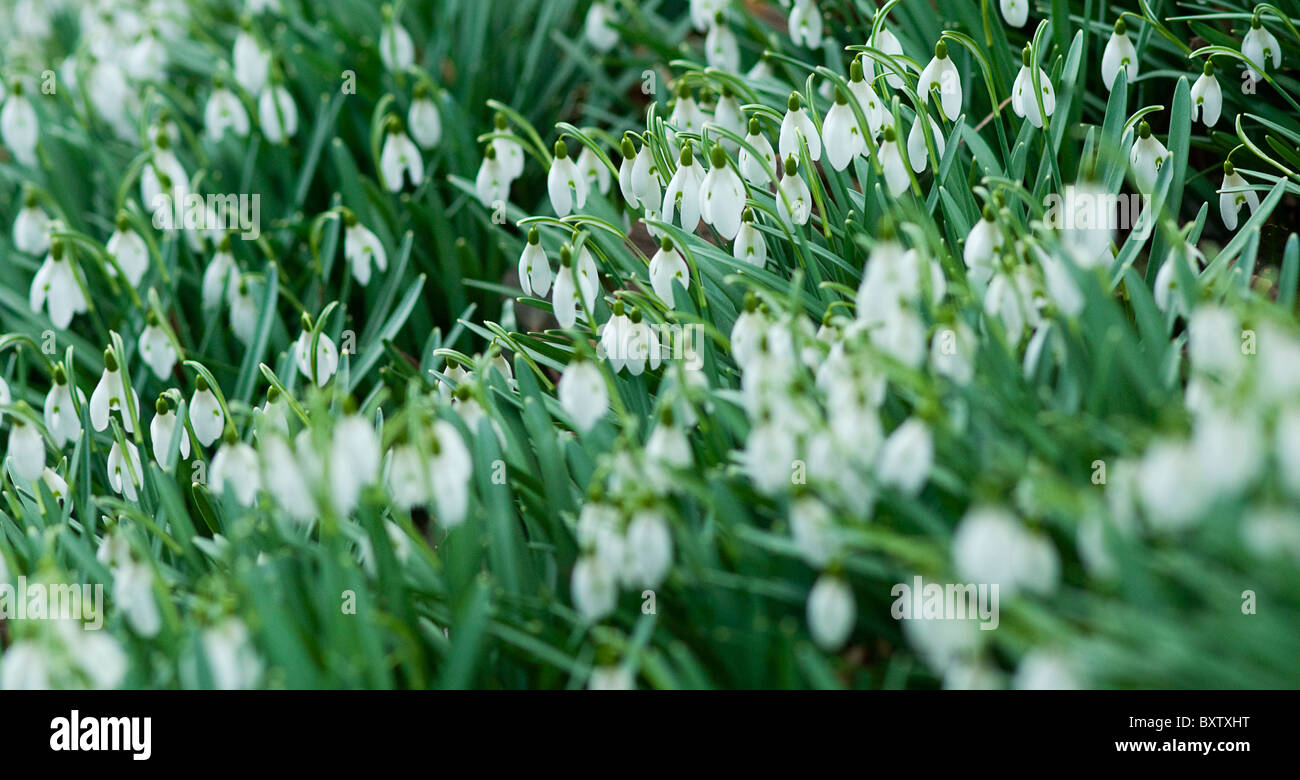 Snowdrop carpet hi-res stock photography and images - Alamy