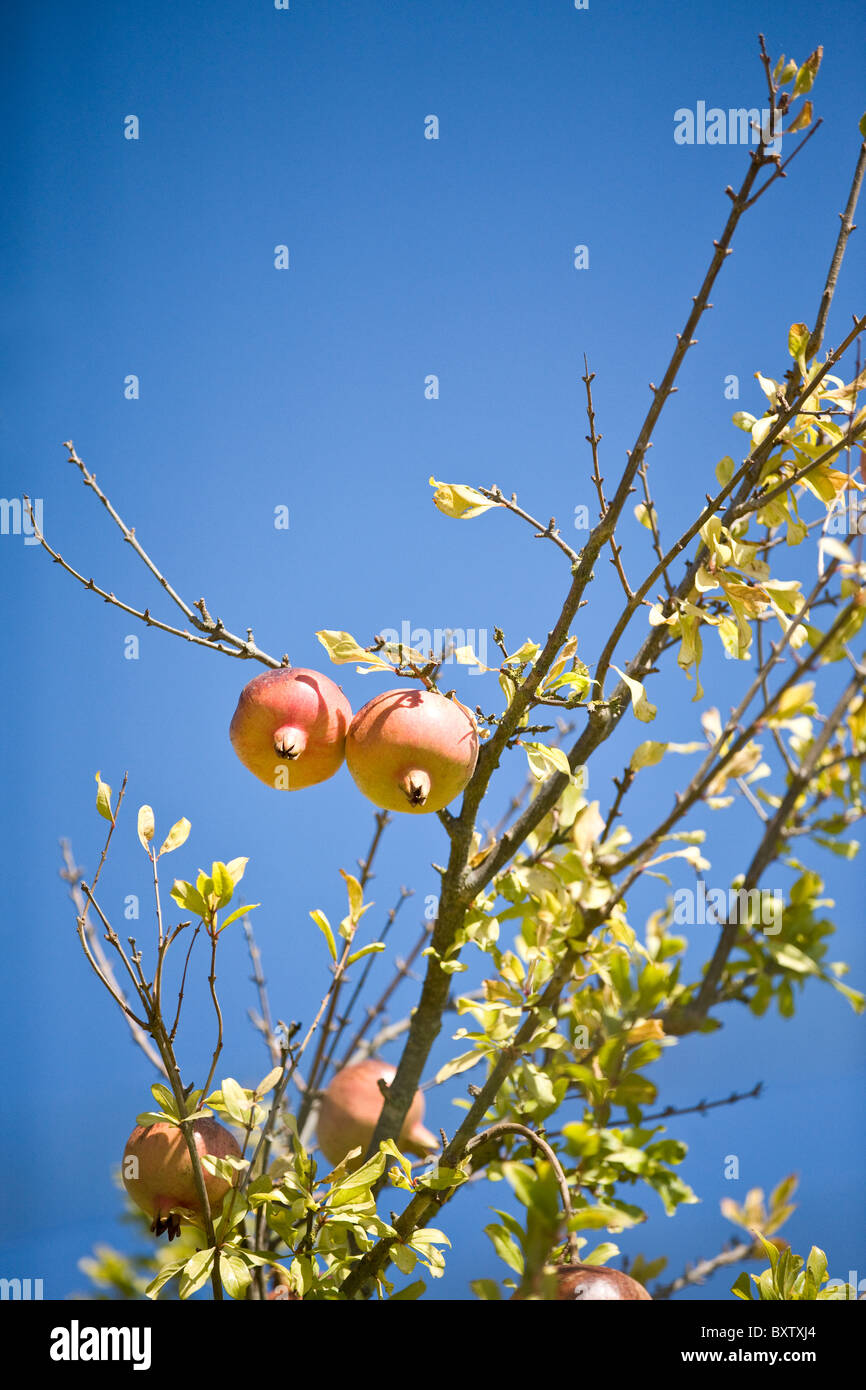 Pomegranates growing on a tree Stock Photo - Alamy
