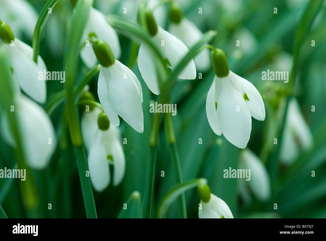 Slightly drooping hi-res stock photography and images - Alamy