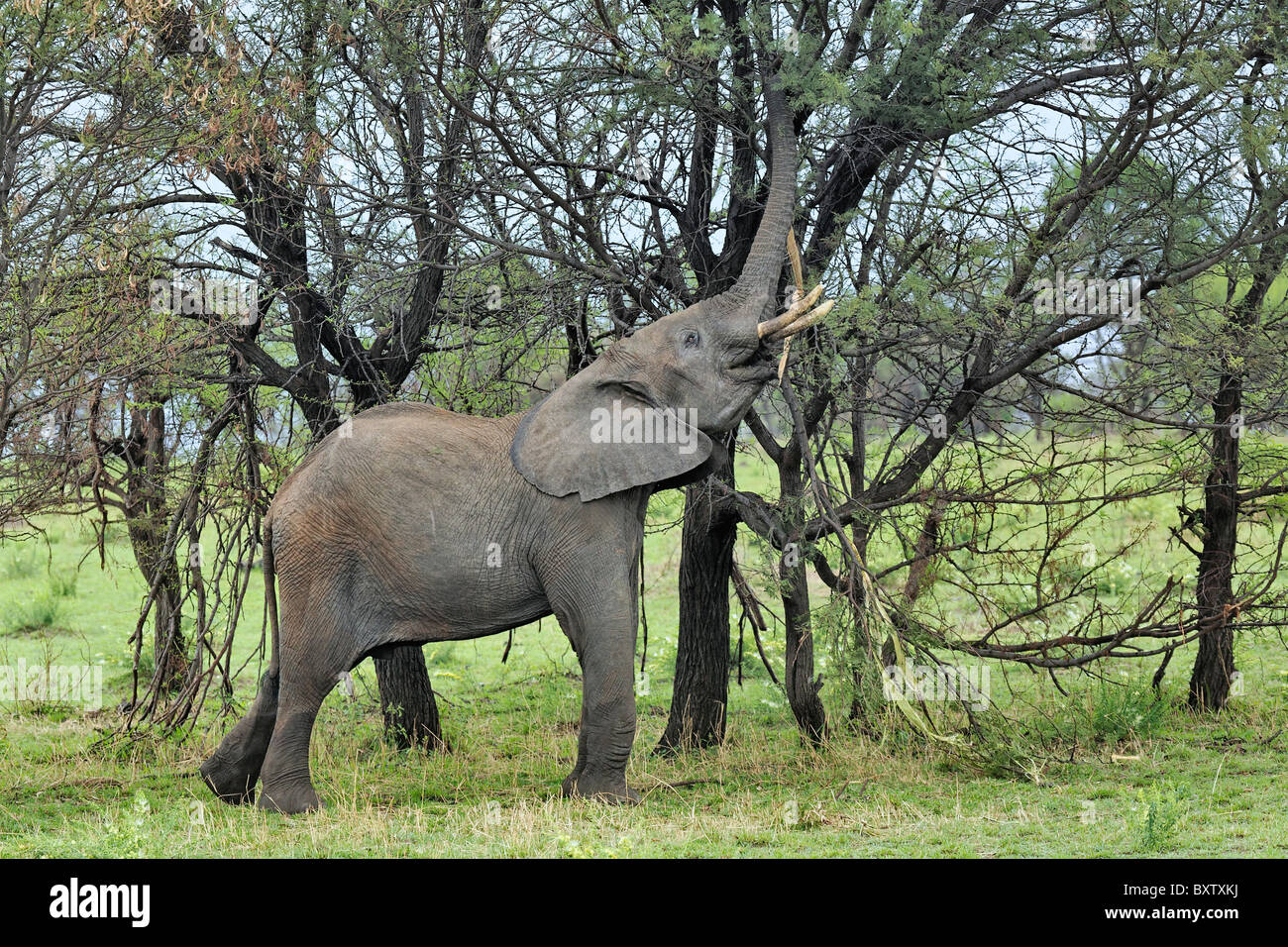 African Elephant feeding on tree bark, Serengeti National Park ...