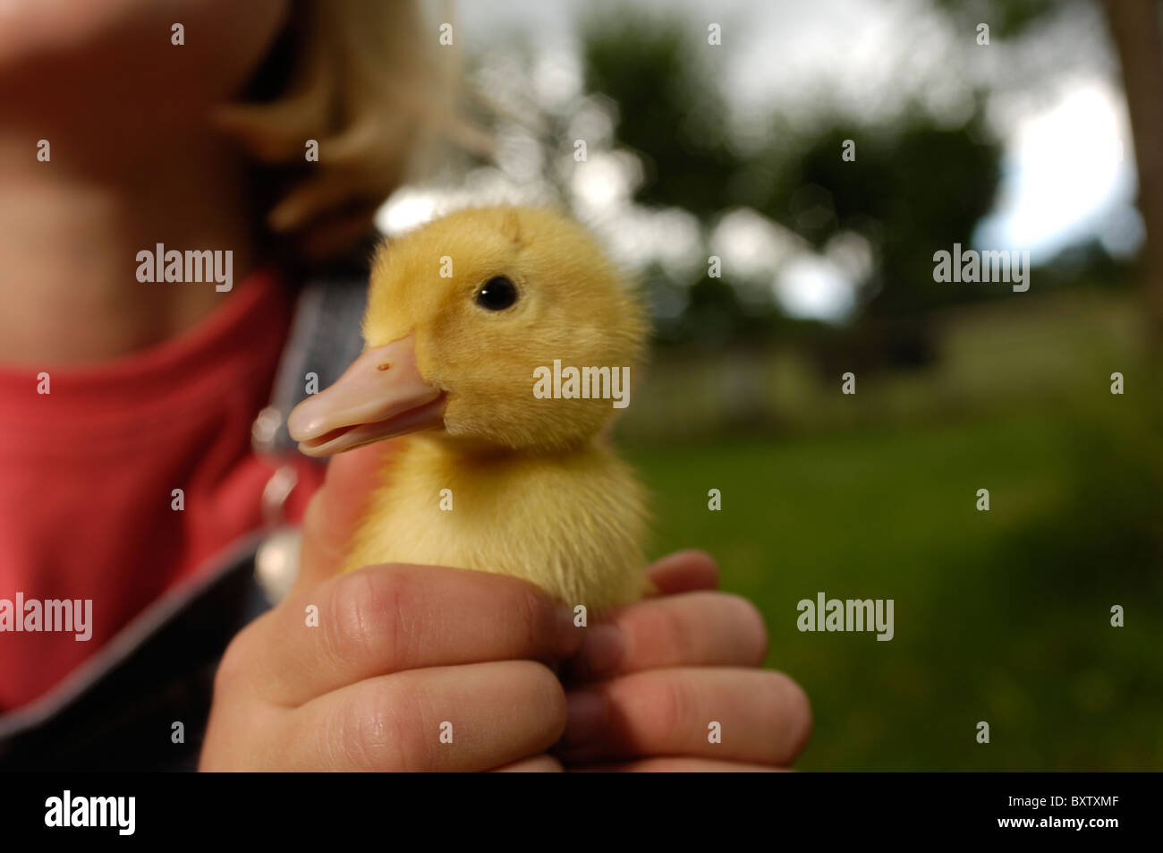 duckling, baby duck, childs hands young girls hands holding duckling ...